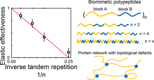 Mechanical Properties of Tandem-Repeat Proteins Are Governed by Network ...
