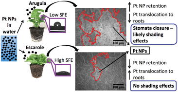 Foliar surface free energy affects platinum nanoparticle adhesion ...