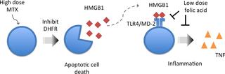 Folic acid derived-P5779 mimetics regulate DAMP-mediated inflammation through disruption of ...