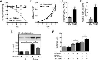 Peptidic inhibitors of insulin-degrading enzyme with potential for ...