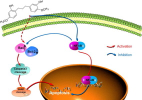 1,3-Diphenylpropanes from Daphne giraldii induced apoptosis in ...