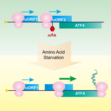 N6-Methyladenosine Guides mRNA Alternative Translation during ...