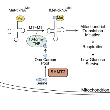 正确的线粒体翻译起始和甲酰甲硫氨酰-tRNA的维持需要SHMT2的丝氨酸分解代谢。,Molecular Cell - X-MOL