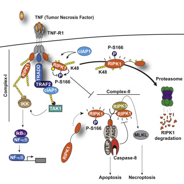 Ubiquitin-Mediated Regulation of RIPK1 Kinase Activity Independent of ...