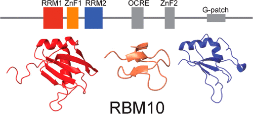 剪接因子RBM10中三个域协同作用的剪接位点识别,Biochemistry - X-MOL