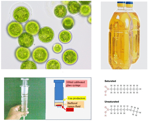 Sunflower Oil and Nannochloropsis oculata Microalgae as Sources of ...