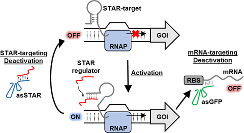 Multilevel Regulation of Bacterial Gene Expression with the Combined ...