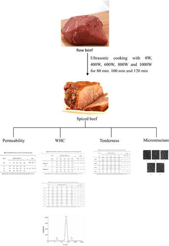 Improvement of tenderness and water holding capacity of spiced beef by ...