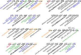 Identification of the S-transferase like superfamily bacillithiol transferases encoded by ...