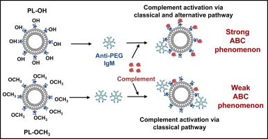 羟基PEG版本的PEG化脂质体及其对抗PEG IgM诱导和加速清除PEG化脂质体的影响,European Journal of ...