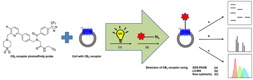 A selective photoaffinity probe enables assessment of cannabinoid CB2 ...