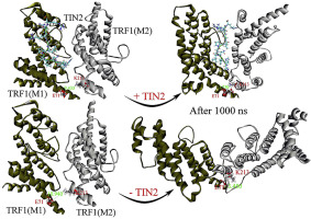 TRF1和TRF2二聚体的结构相似的TRFH结构域显示出针对TIN2的独特行为,Archives of Biochemistry and ...