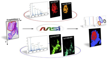 MassImager: A software for interactive and in-depth analysis of mass spectrometry imaging data ...