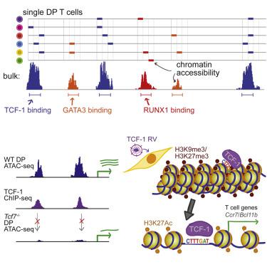 Lineage-Determining Transcription Factor TCF-1 Initiates the Epigenetic ...