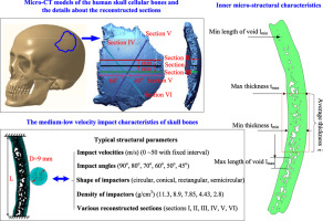 Impact response and energy absorption of human skull cellular bones ...
