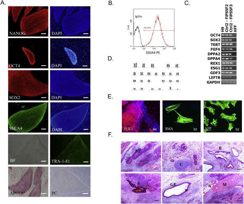 Generation of a human iPSC line by mRNA reprogramming,Stem Cell ...