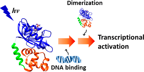感光DNA EL222的顺序DNA结合和二聚化过程,Biochemistry - X-MOL