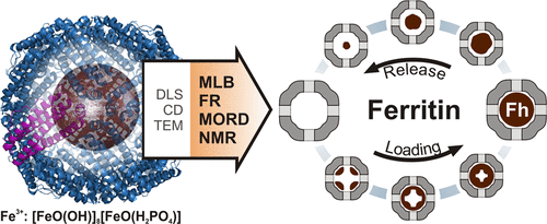 Morphology and Magnetic Structure of the Ferritin Core during Iron ...