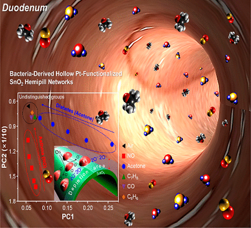 Hollow Pt-Functionalized SnO2 Hemipill Network Formation Using a Bacterial Skeleton for the ...