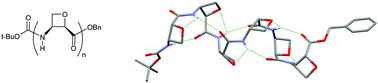 oxetin均聚物10螺旋折叠中的5和10元环的相互作用。,Chemical Communications - X-MOL