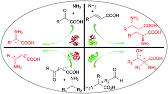 Enzymatic asymmetric synthesis of chiral amino acids,Chemical Society ...