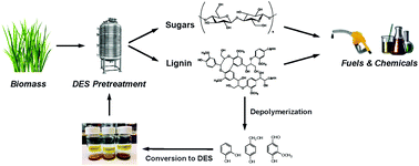 Biomass pretreatment using deep eutectic solvents from lignin derived ...