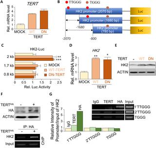 Hexokinase 2 is a molecular bridge linking telomerase and autophagy ...