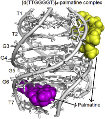 Structural and biophysical insight into dual site binding of the ...