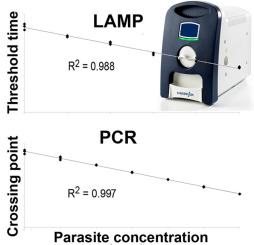 A new LAMP-based assay for the molecular diagnosis of toxoplasmosis ...