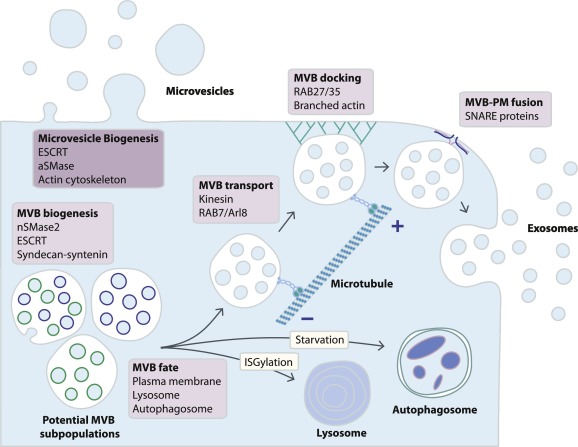 Biogenesis and function of extracellular vesicles in cancer ...