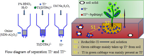 Microcolumn-based speciation analysis of thallium in soil and green ...