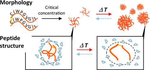 Stepwise Mechanism of Temperature-Dependent Coacervation of the Elastin-like Peptide Analogue ...