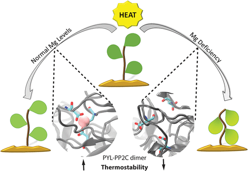 Thermostability of the PYL–PP2C Heterodimer Is Dependent on Magnesium ...