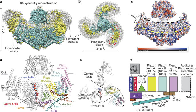 Structure of the mechanically activated ion channel Piezo1,Nature - X-MOL