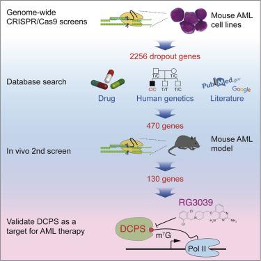 Genome-wide CRISPR-Cas9 Screen Identifies Leukemia-Specific Dependence ...