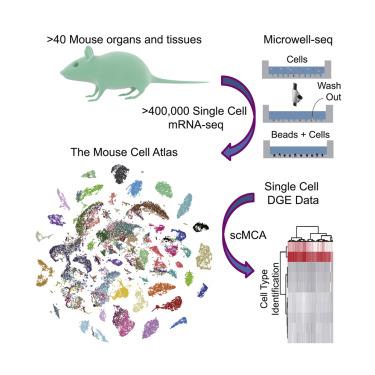 Mapping the Mouse Cell Atlas by Microwell-Seq.,Cell - X-MOL