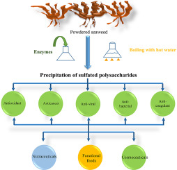 Bioactive potentials of sulfated polysaccharides isolated from brown ...