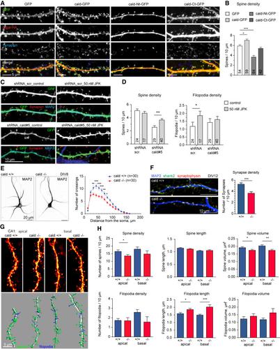 Caldendrin直接耦合突触后钙信号与树突棘肌动蛋白重塑。,Neuron - X-MOL