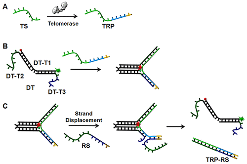 A Smart DNA Tweezer for Detection of Human Telomerase Activity ...