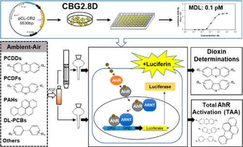 Development and Application of a Novel Bioassay System for Dioxin ...