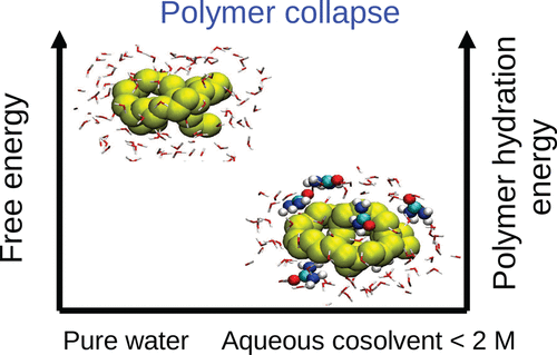 Cosolvent Effects on Polymer Hydration Drive Hydrophobic Collapse,The ...