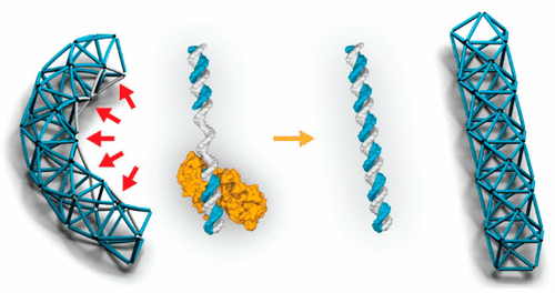 Structural Transformation of Wireframe DNA Origami via DNA Polymerase ...