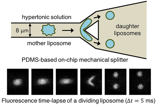Mechanical Division of Cell-Sized Liposomes.,ACS Nano - X-MOL