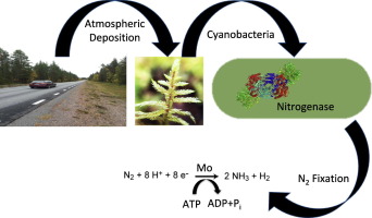 Anthropogenic deposition of heavy metals and phosphorus may reduce ...
