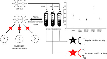 Interaction between deca-BDE and hepatic deiodinase in a highly PBDE ...