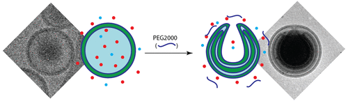 Stomatocyte in Stomatocyte: A New Shape of Polymersome Induced via ...