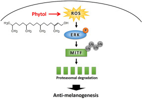 Phytol suppresses melanogenesis through proteasomal degradation of MITF ...