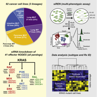 Differential Effector Engagement by Oncogenic KRAS.,Cell Reports - X-MOL