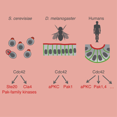 Pak1 Kinase Maintains Apical Membrane Identity in Epithelia.,Cell ...