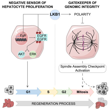 LKB1 as a Gatekeeper of Hepatocyte Proliferation and Genomic Integrity ...